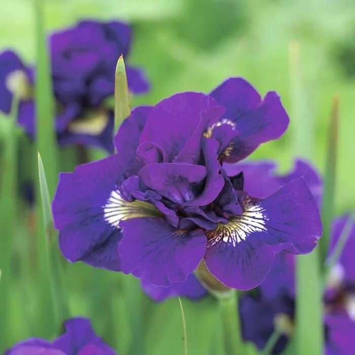 Ирис сибирский Кабум луковицы, клубни, корни цветов