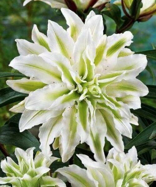 Лилия восточная махровая Полар Стар луковицы, клубни, корни цветов