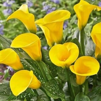 Калла Саншайн луковицы, клубни, корни цветов