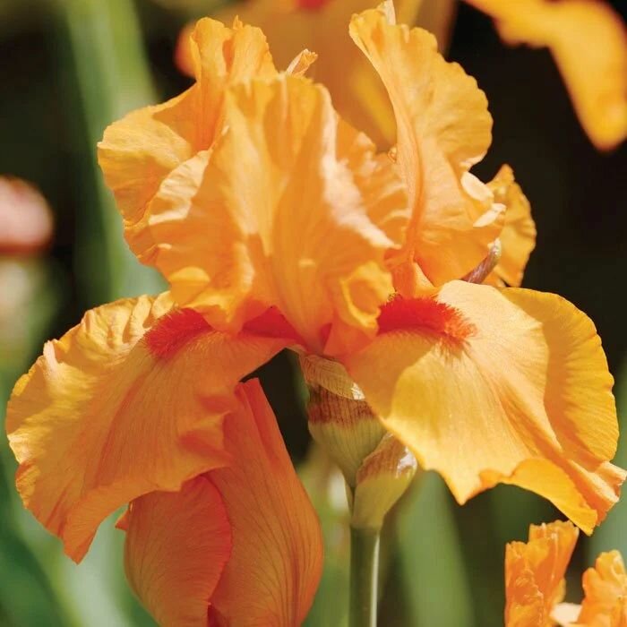 Ирис бородатый Оранжевая осень луковица