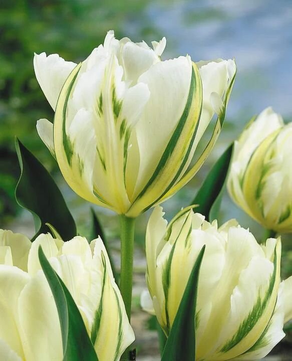 Тюльпан Экзотик Эмперор 5 шт.