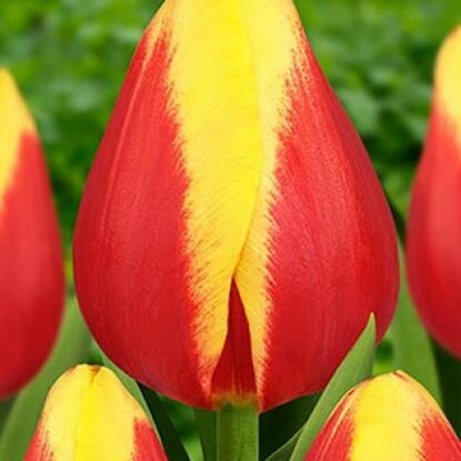 Тюльпан Денмарк 5 шт.