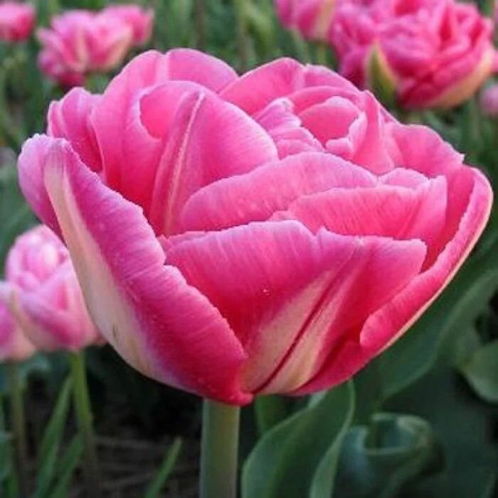 Тюльпан Вог 5 шт.