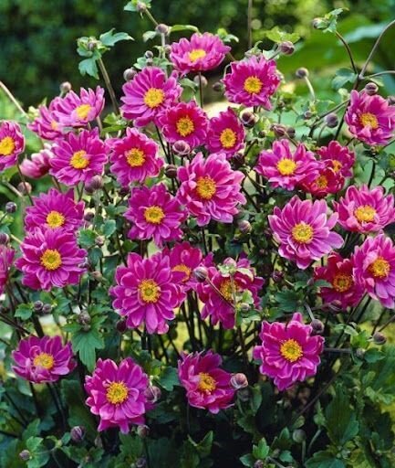 Анемон Pamina 1 шт.