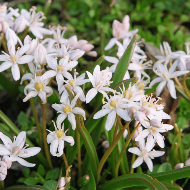Пролеска двулистная Розеа (10 луковиц), Нидерланды