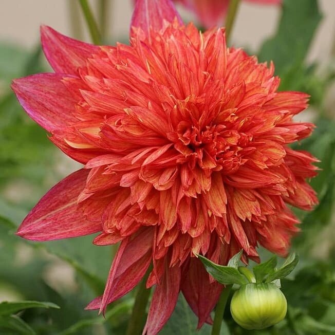 Георгина Джайв (1 клубень), Нидерланды