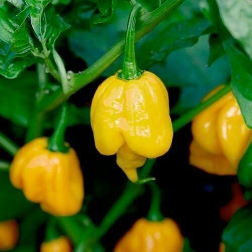 Семена Острого перца Trinidad Scorpion Buth T yellow 7шт+ бонус