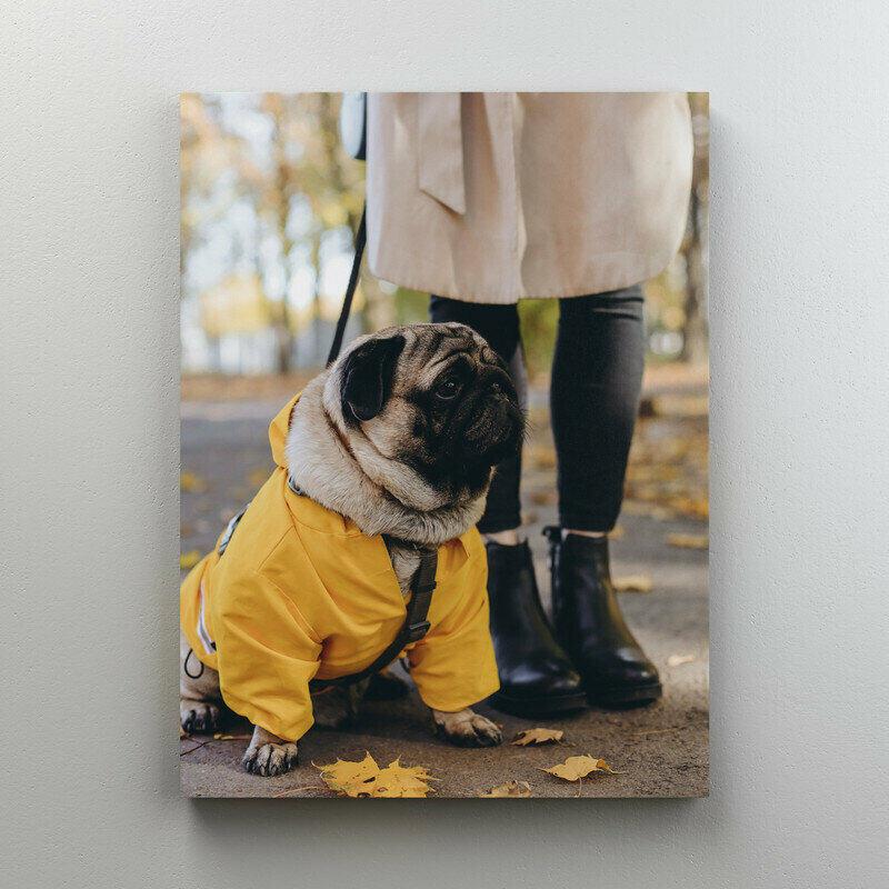 Интерьерная картина на холсте "Мопс в желтом комбинезоне", размер 22x30 см