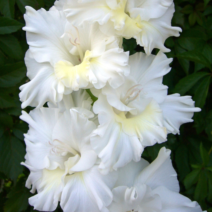 Гладиолус SNOWY FRIZZLE (10 луковиц)