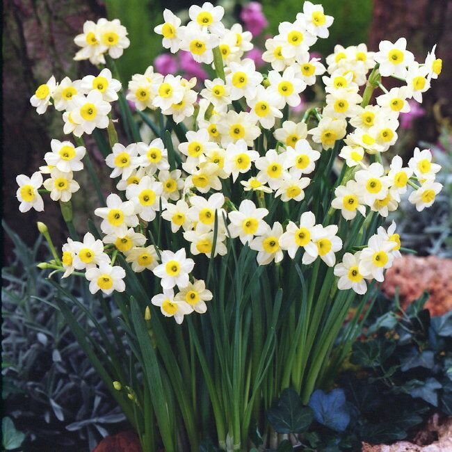 Нарцисс Минноу 8 шт