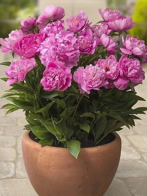 Пион Рим 1 шт