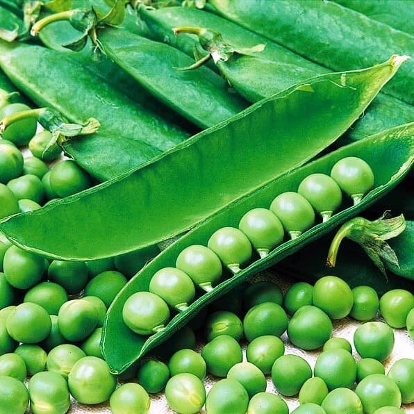 Горох овощной Иловецкий (10 гр.), Гавриш, Россия