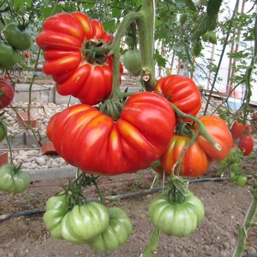 Коллекционные семена томата Минусинские от Гай Е. В.