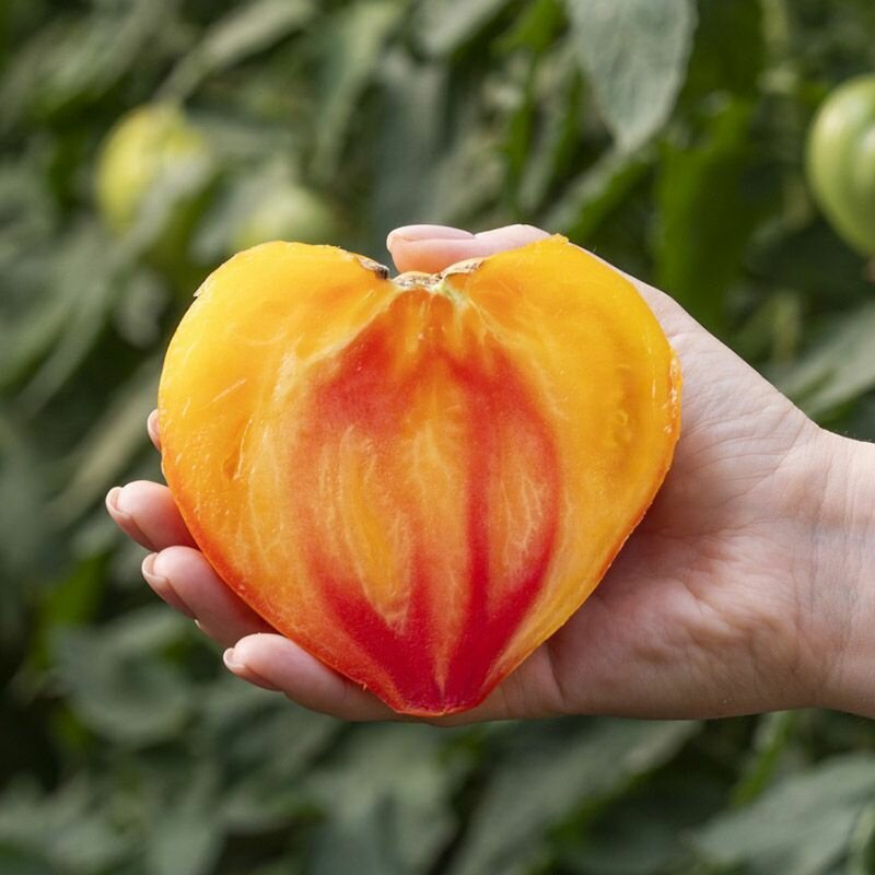 Коллекционные семена томата Мадрид