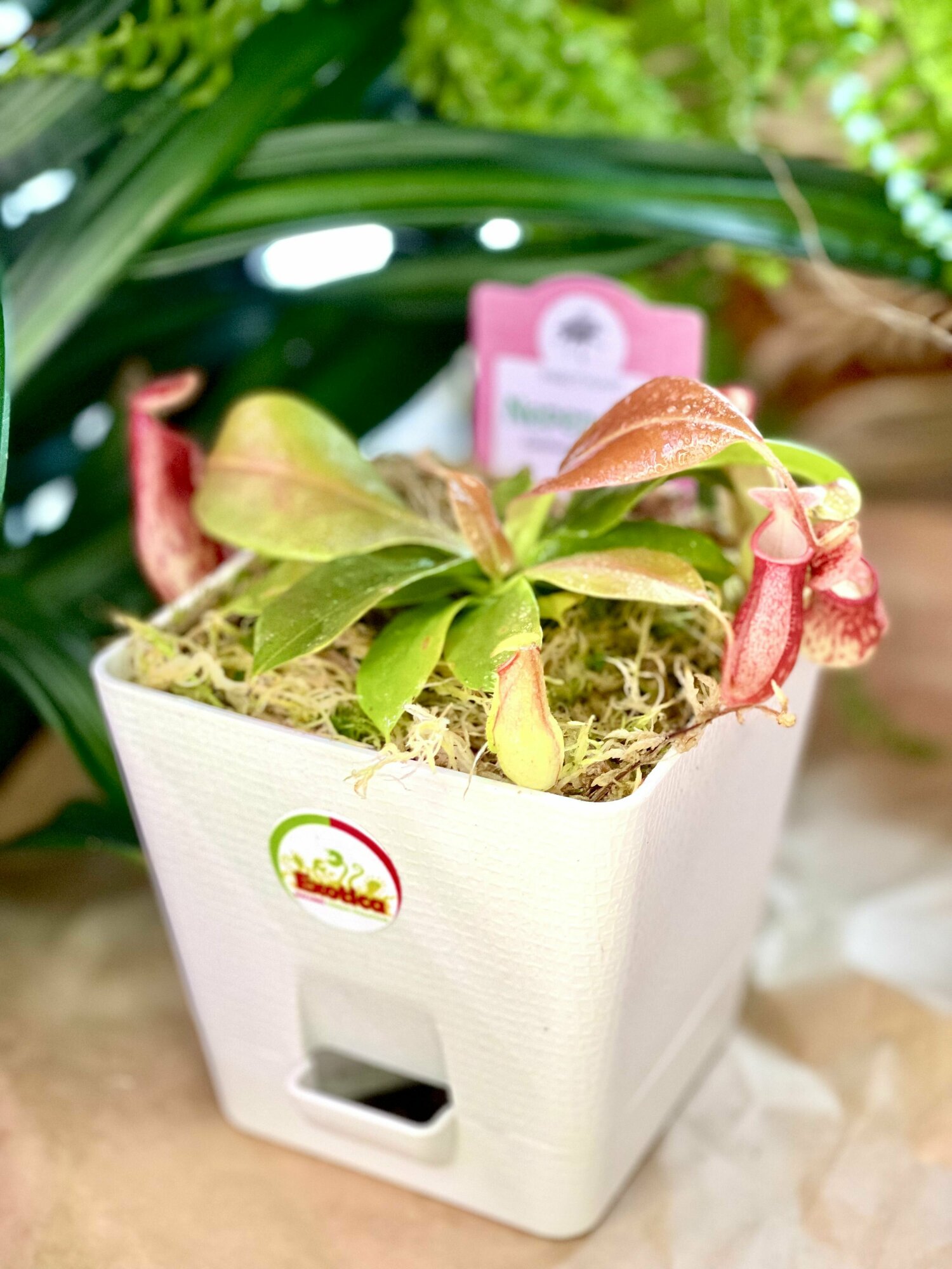 Непентес Гая (лат. Nepenthes Gaya) пересаженный D12см, плотоядное растение