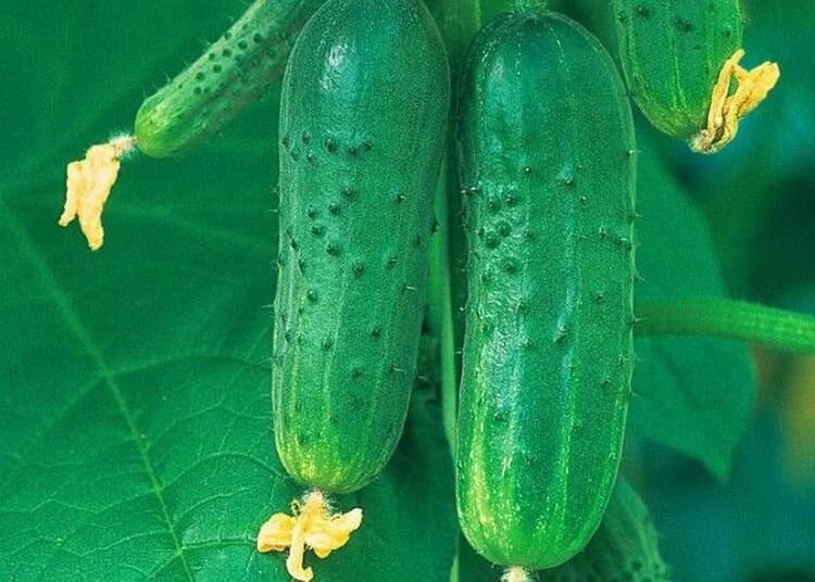 Коллекционные семена огурца Матрешка F1/