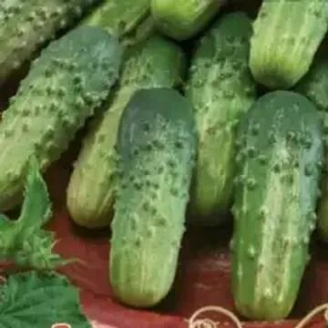 Коллекционные семена огурца Уплетайка F1