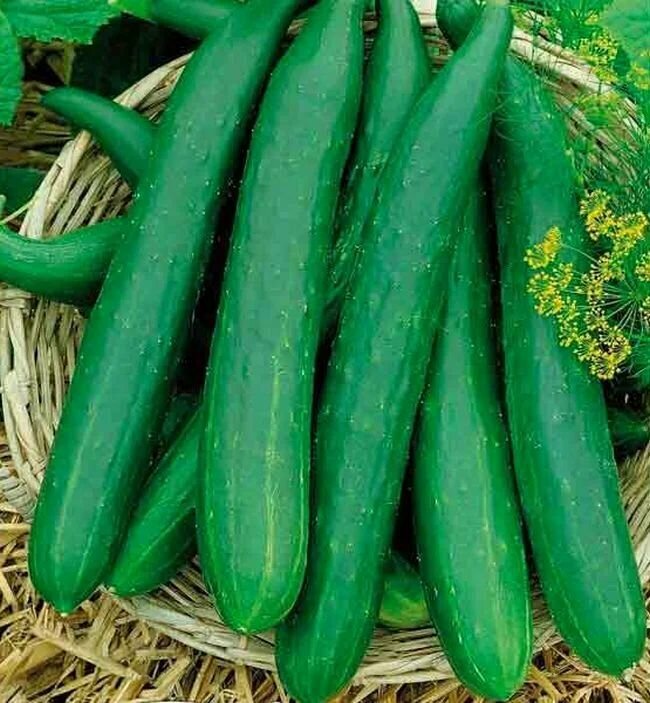 Коллекционные семена огурца Шанхайский сюрприз F1