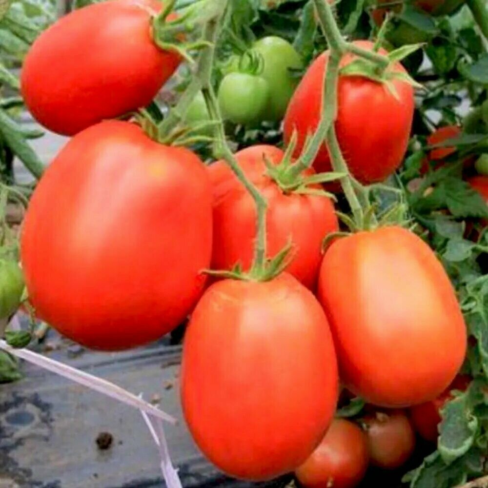 Коллекционные семена томата Сумочка