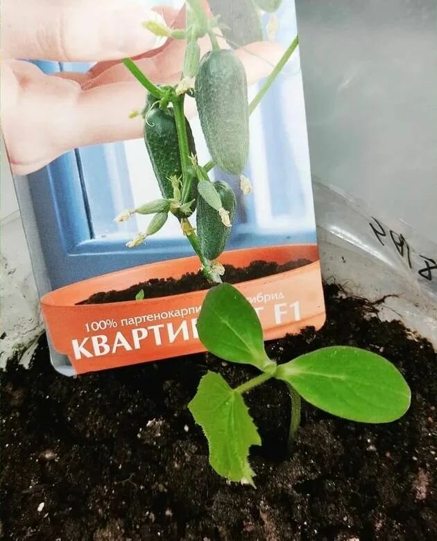 Коллекционные семена огурца Квартирант F1