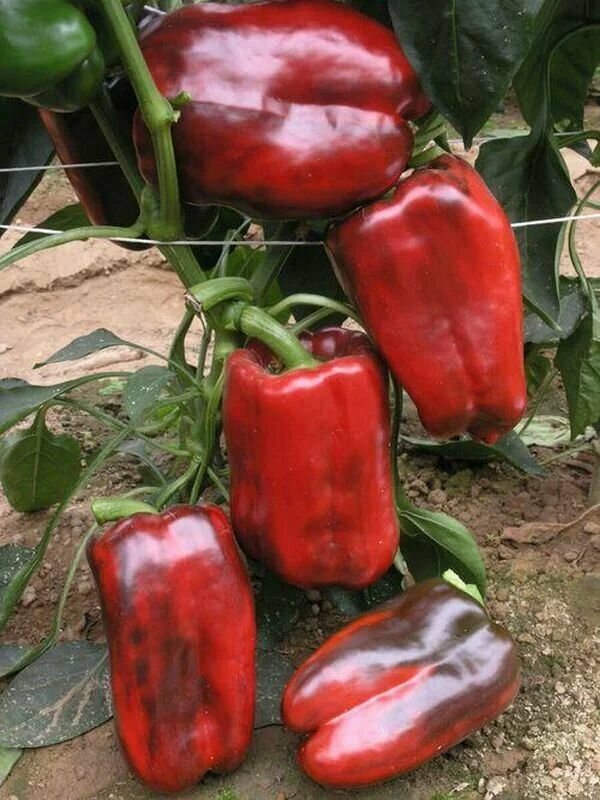 Коллекционные семена перца сладкого Буйвол Красный F1