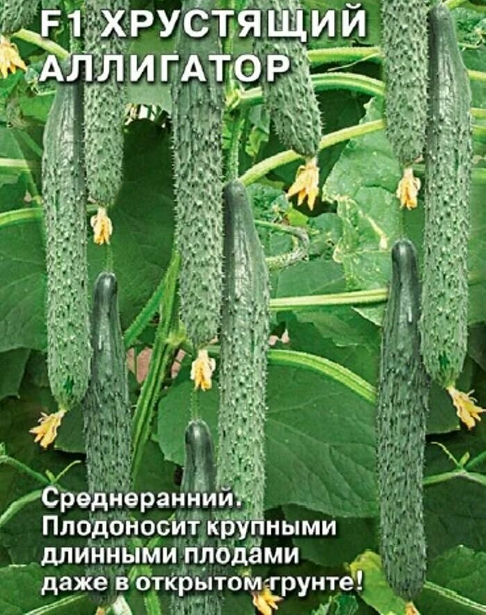 Коллекционные семена огурца F1 Хрустящий аллигатор