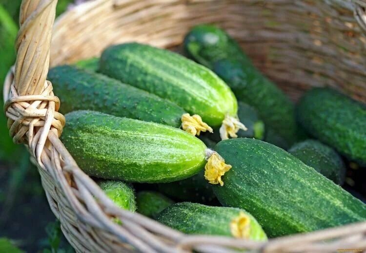 Коллекционные семена огурца Резастр