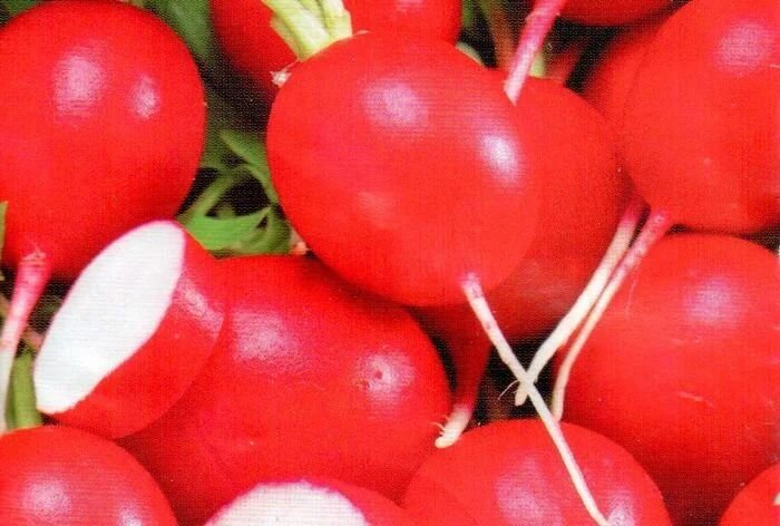 Коллекционные семена редиса Клюква в сахаре