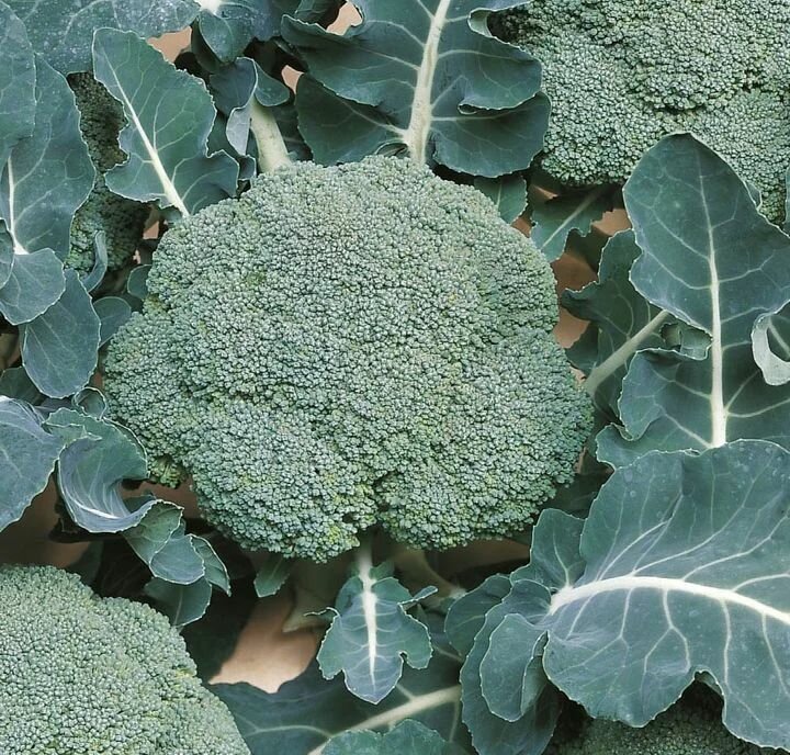 Коллекционные семена капусты брокколи Белстар F1