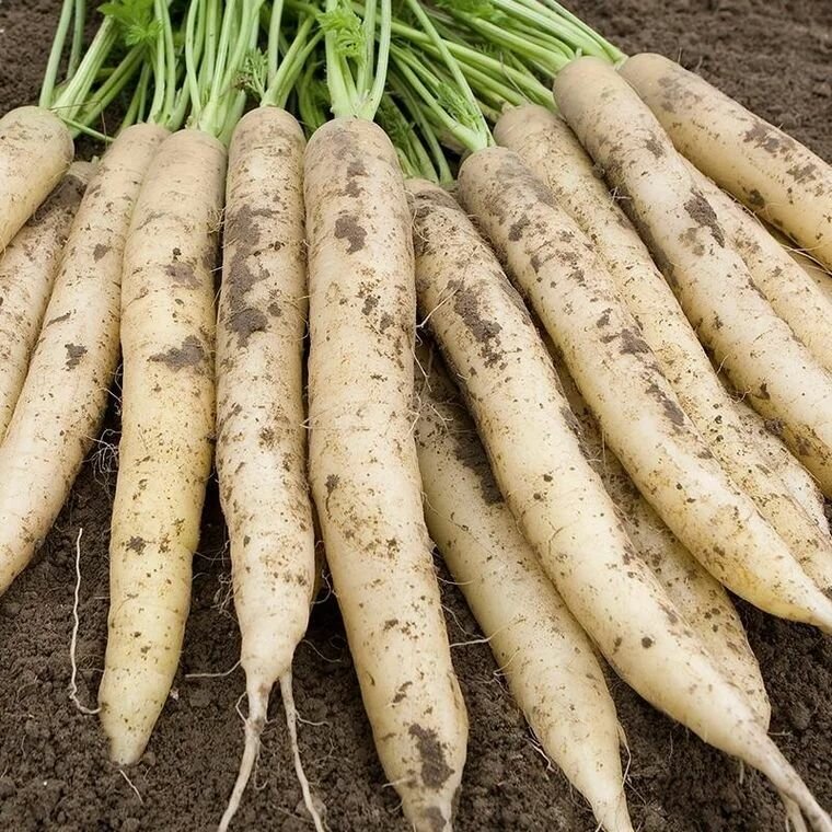 Коллекционные семена моркови Вайт Сатин F1