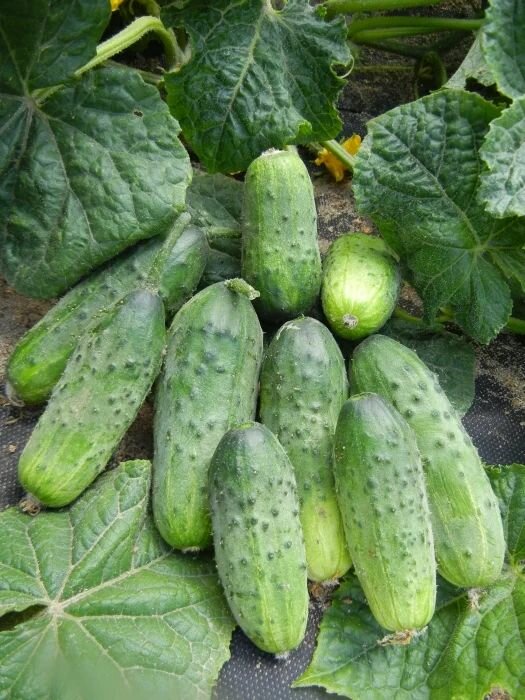 Коллекционные семена огурца F1 Левина микс