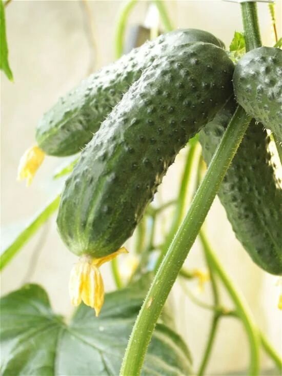 Коллекционные семена огурца Арлекино