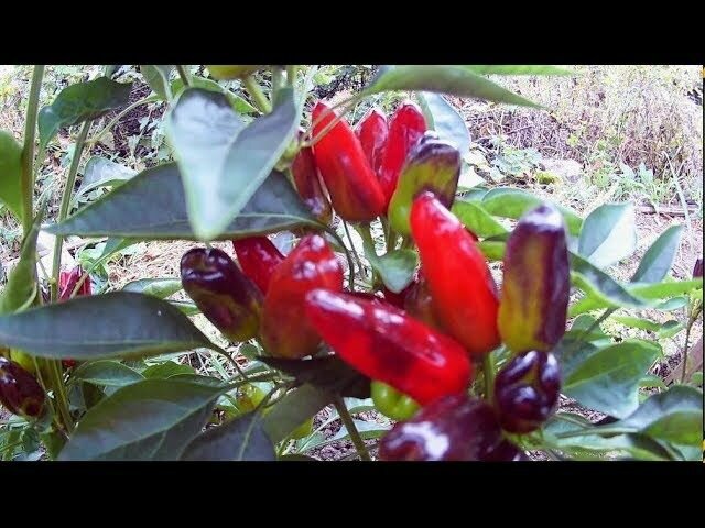 Коллекционные семена перца сладкого Турецкий Цветок