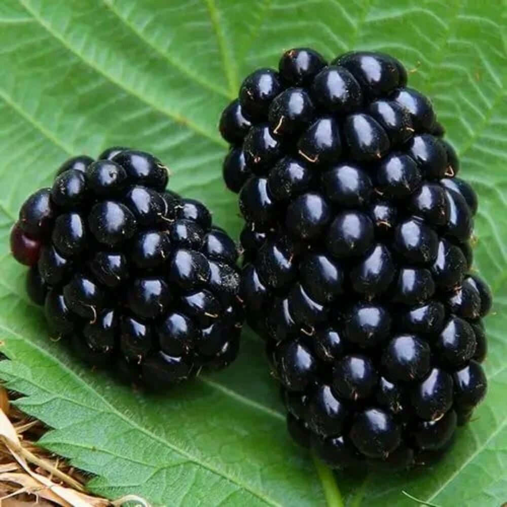 Ежевика "Виктория" / 1 шт, высокоурожайный, среднеспелый сорт