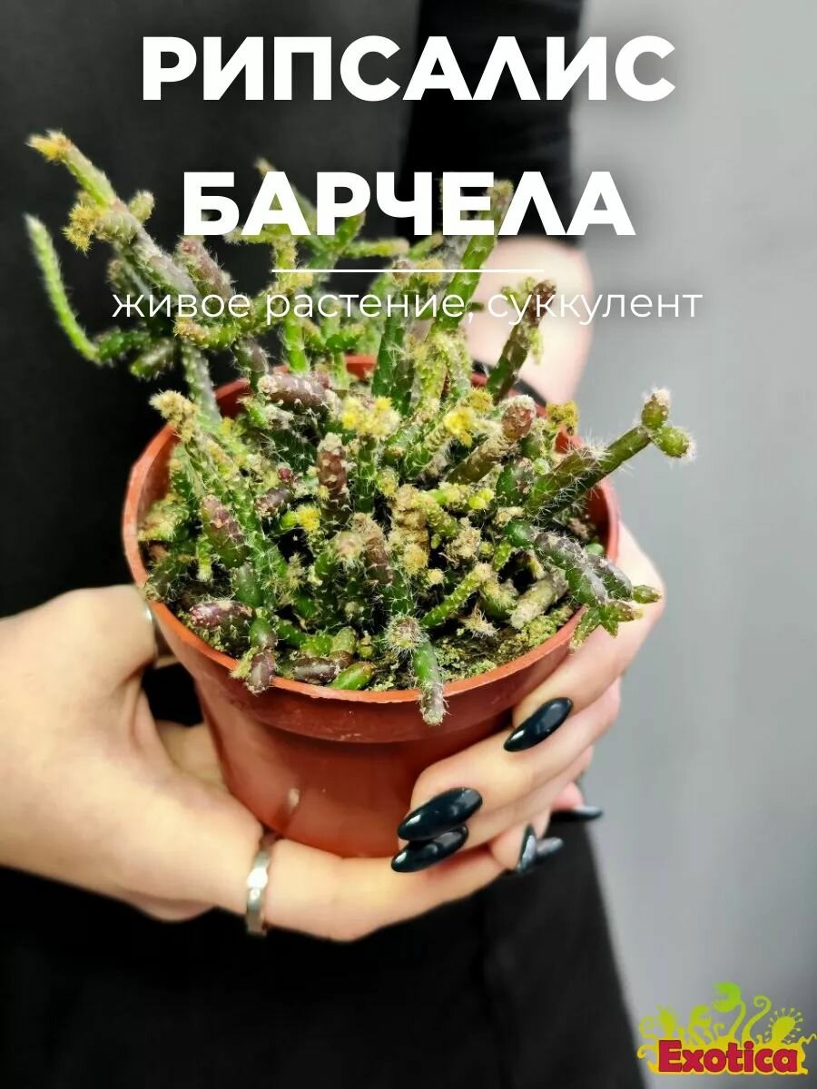 Рипсалис Барчела (Rhipsalis Burchellii) D8,5см, живой цветок