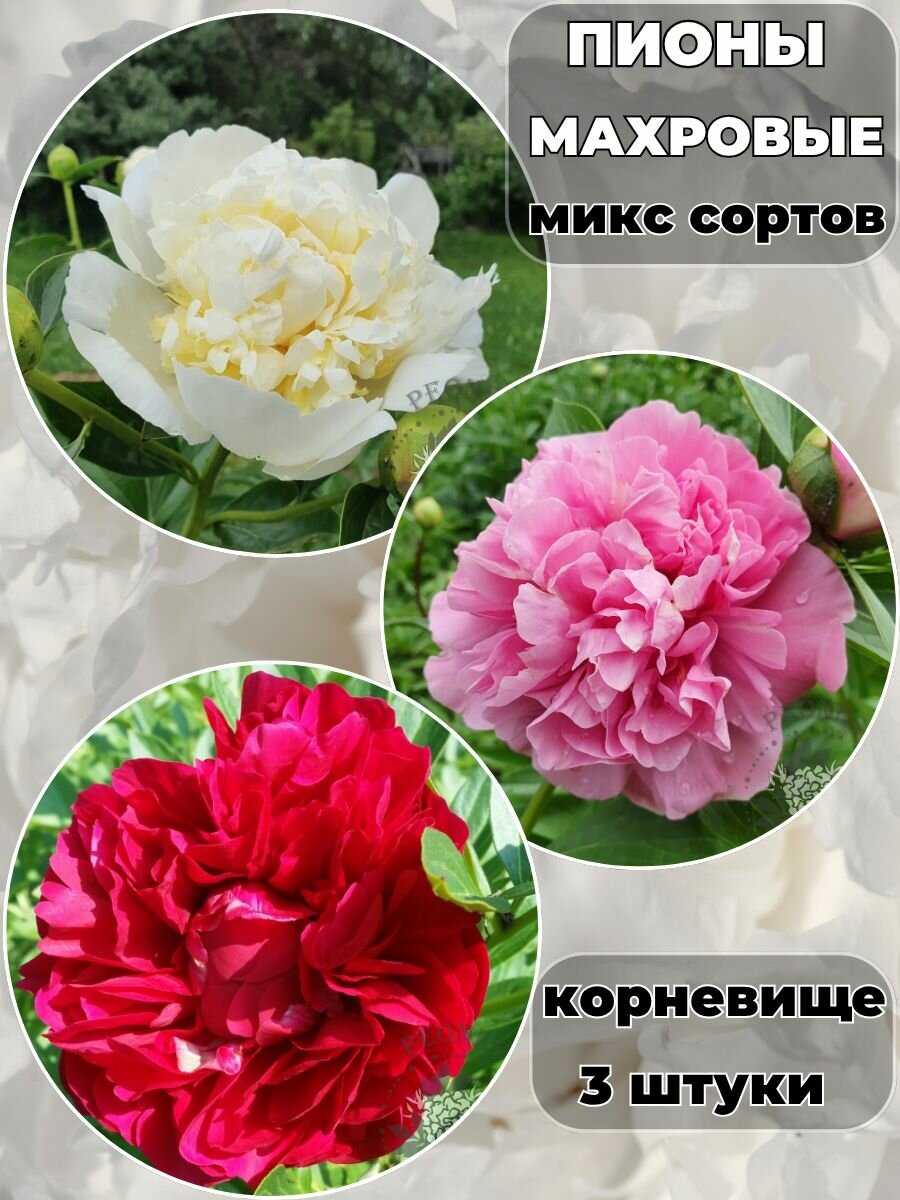 Пионы махровые, многолетние цветы, для вертикального озеленения, микс сортов, 3 штуки