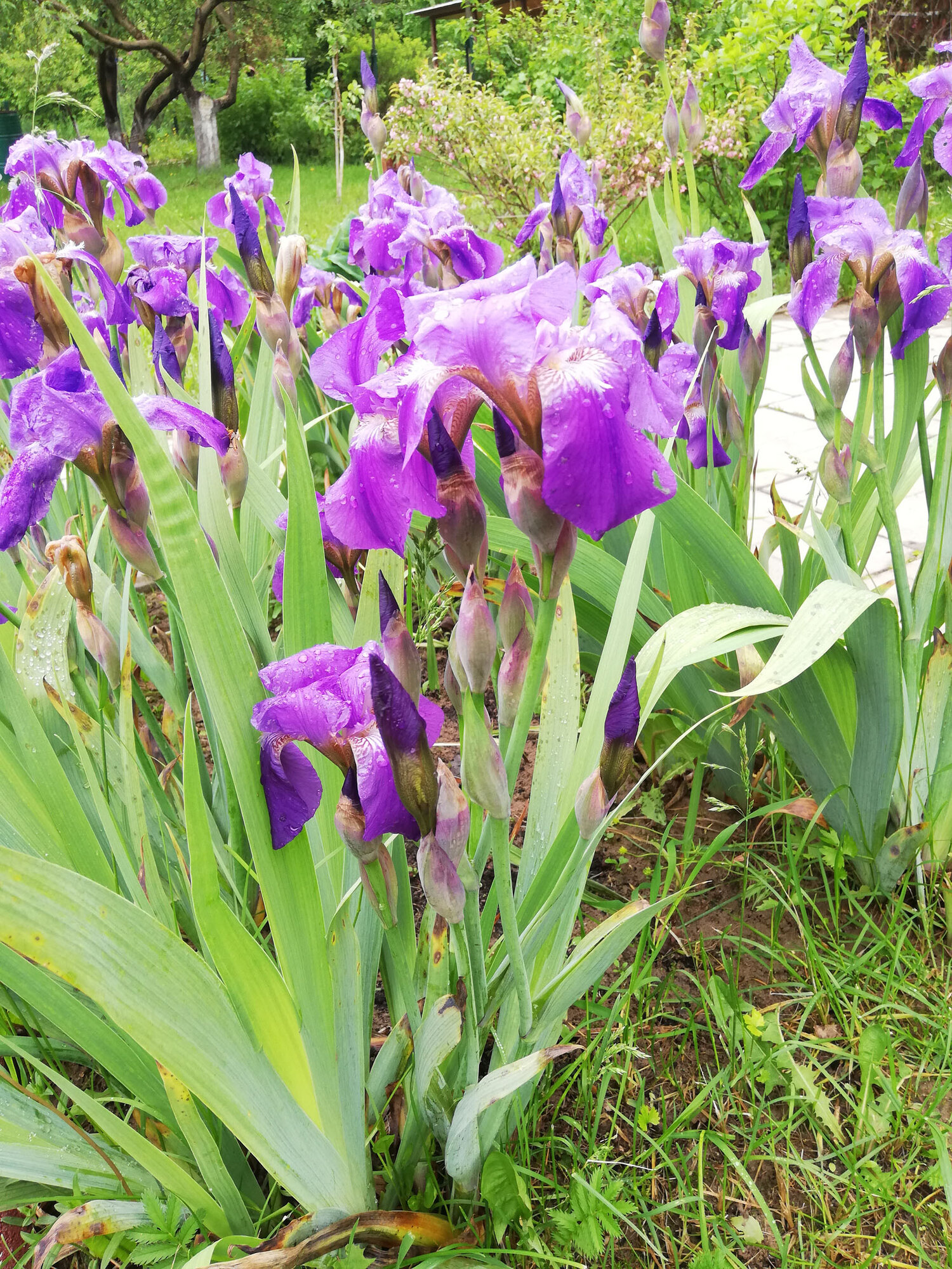 Клубень ириса большой с детками (не менее 5 шт)