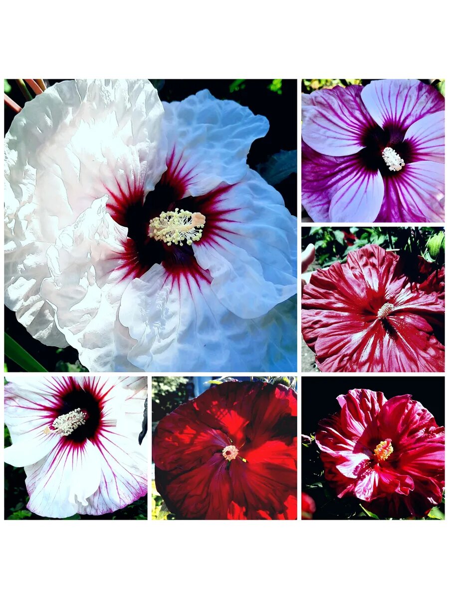Гибискус травянистый, семена микс 25шт