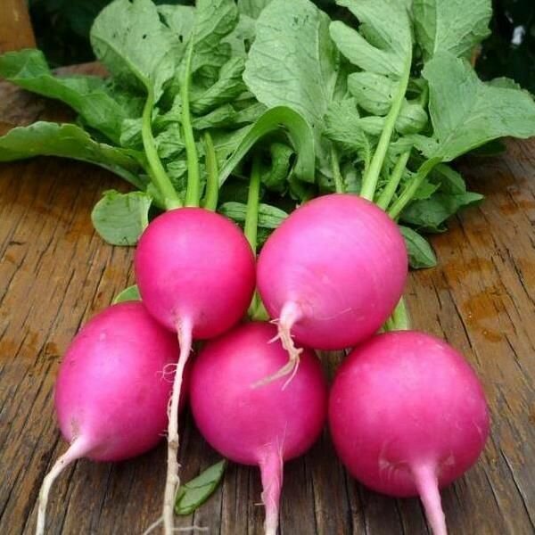 Коллекционные семена редиса Розовый бочок