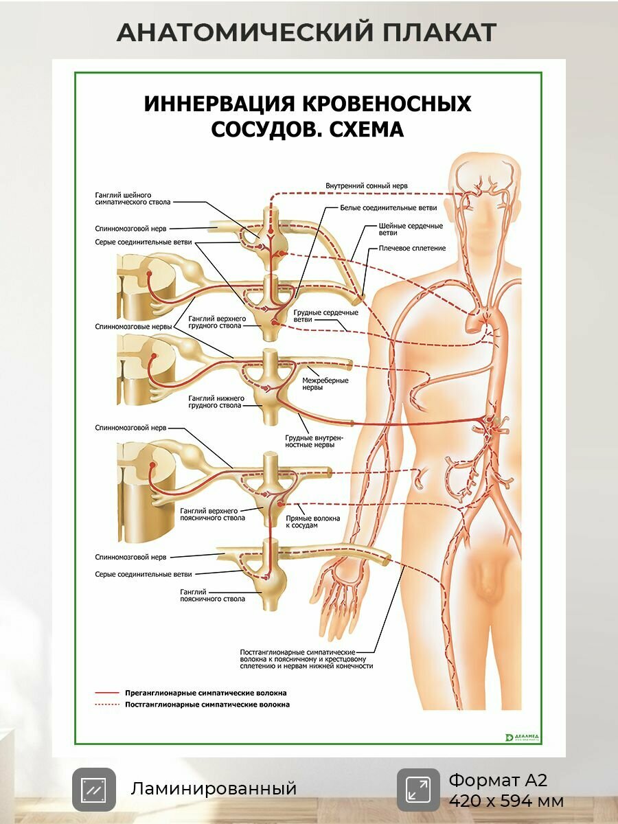 Обучающий медицинский плакат ламинированный формат А2 Иннервация кровеносных сосудов. Схема