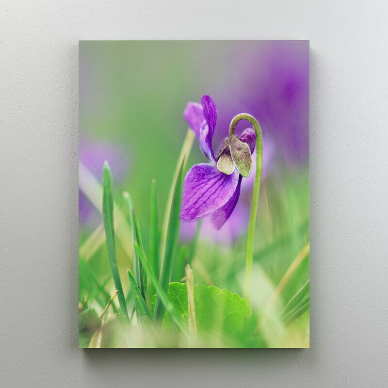 Интерьерная картина на холсте "Лесная фиалка весной" размер 30x40 см