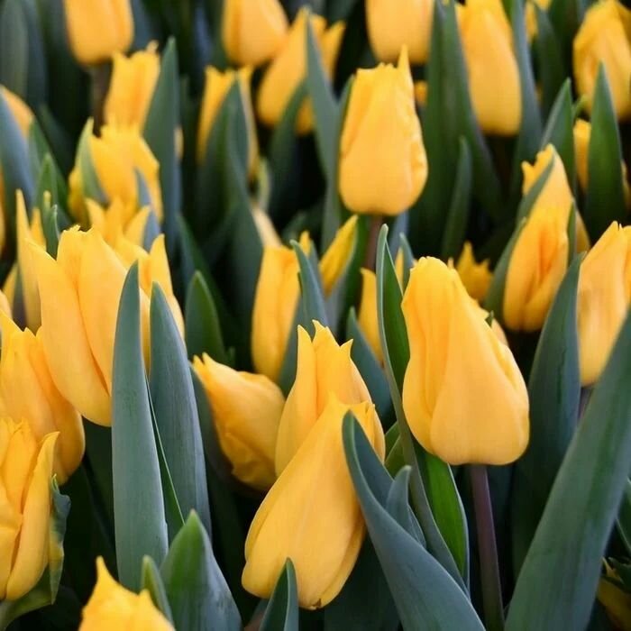 Тюльпан Прайвет Денсер 5 шт.