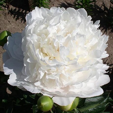 Пион Мун Овер Баррингтон 1 шт