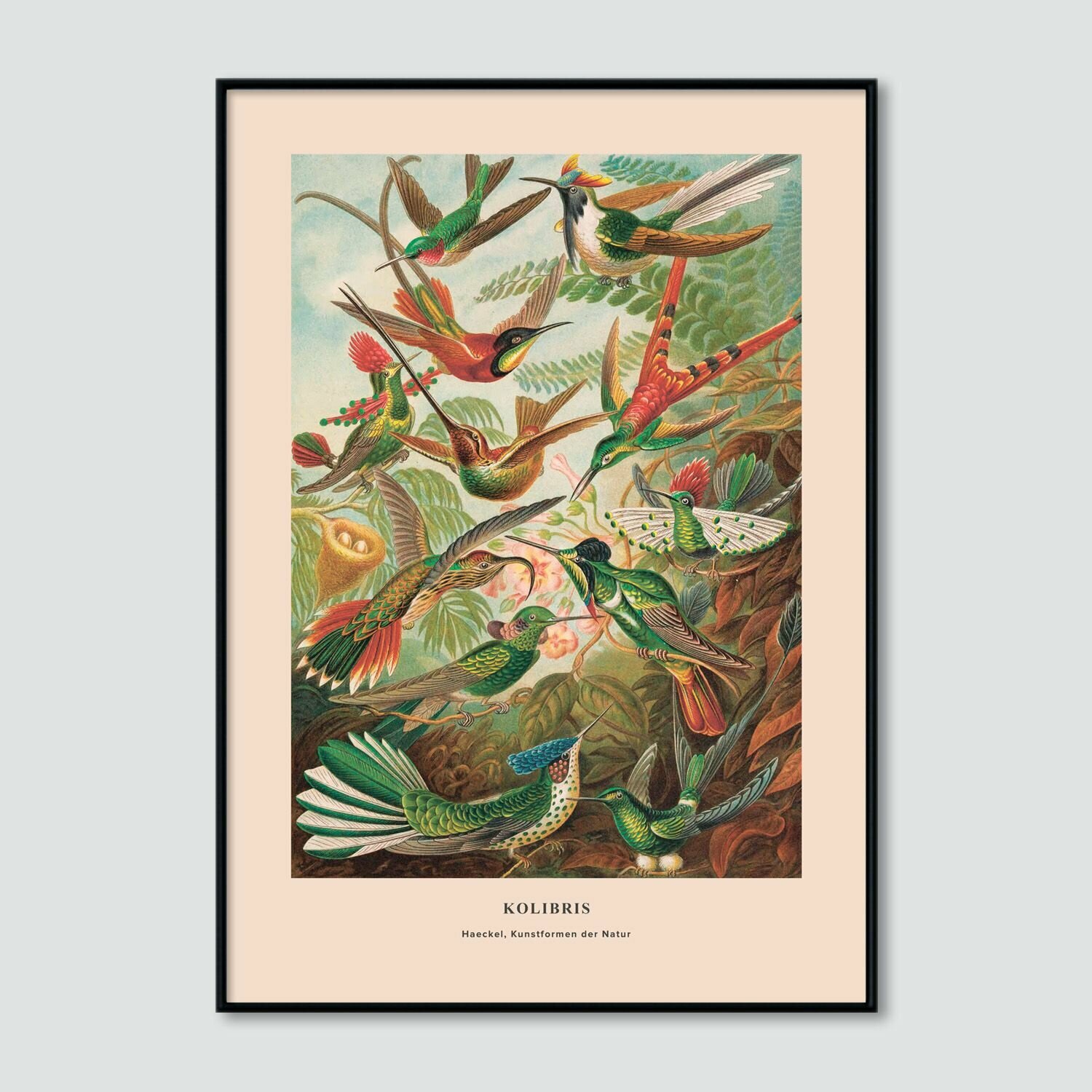 Постер в раме 50х70 Postermarkt, Колибри