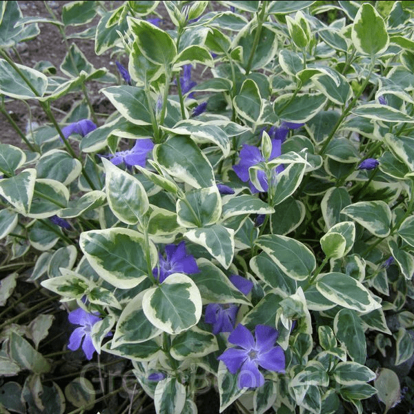 Барвинок большой Вариегата (1 корневище в горшке р9), Нидерланды