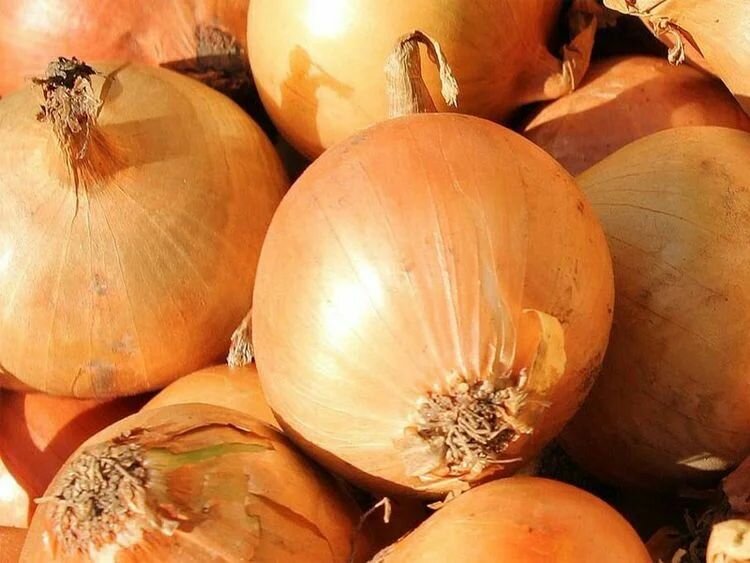 Коллекционные семена лука Кэнди F1