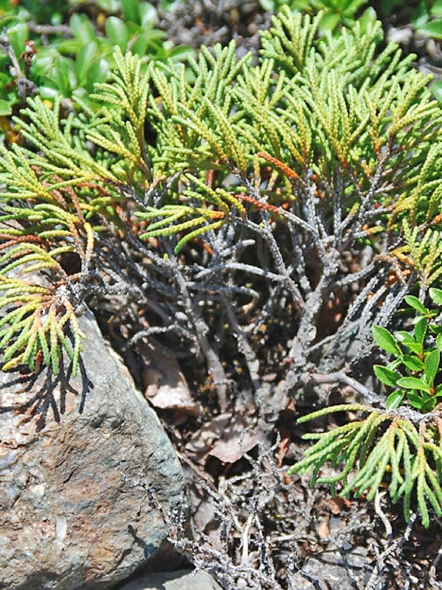 Можжевельник ложноказацкий семена 15 штук