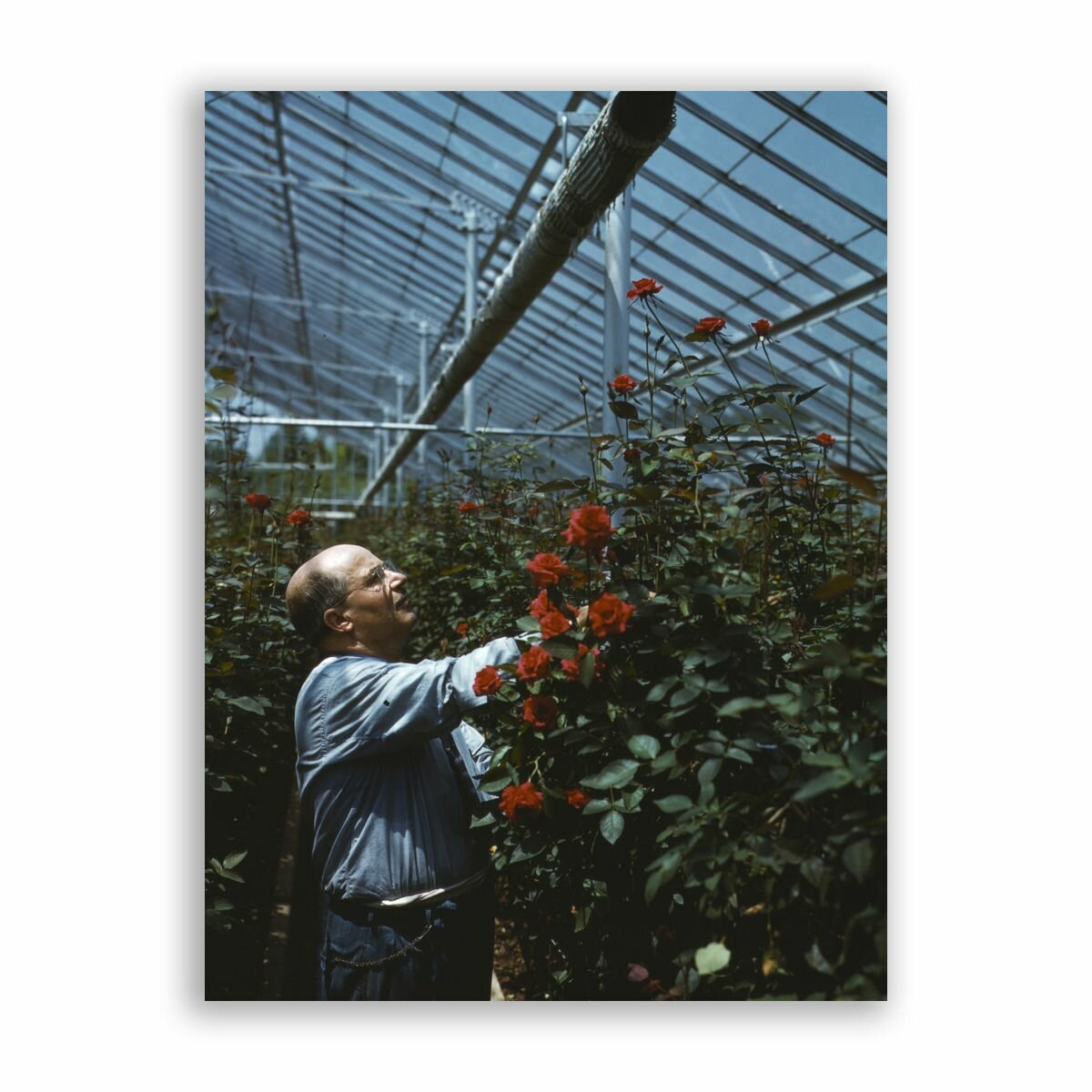 Постер, плакат на бумаге / Ретро фотографии американских рабочих - Фермер / Размер 60 x 80 см