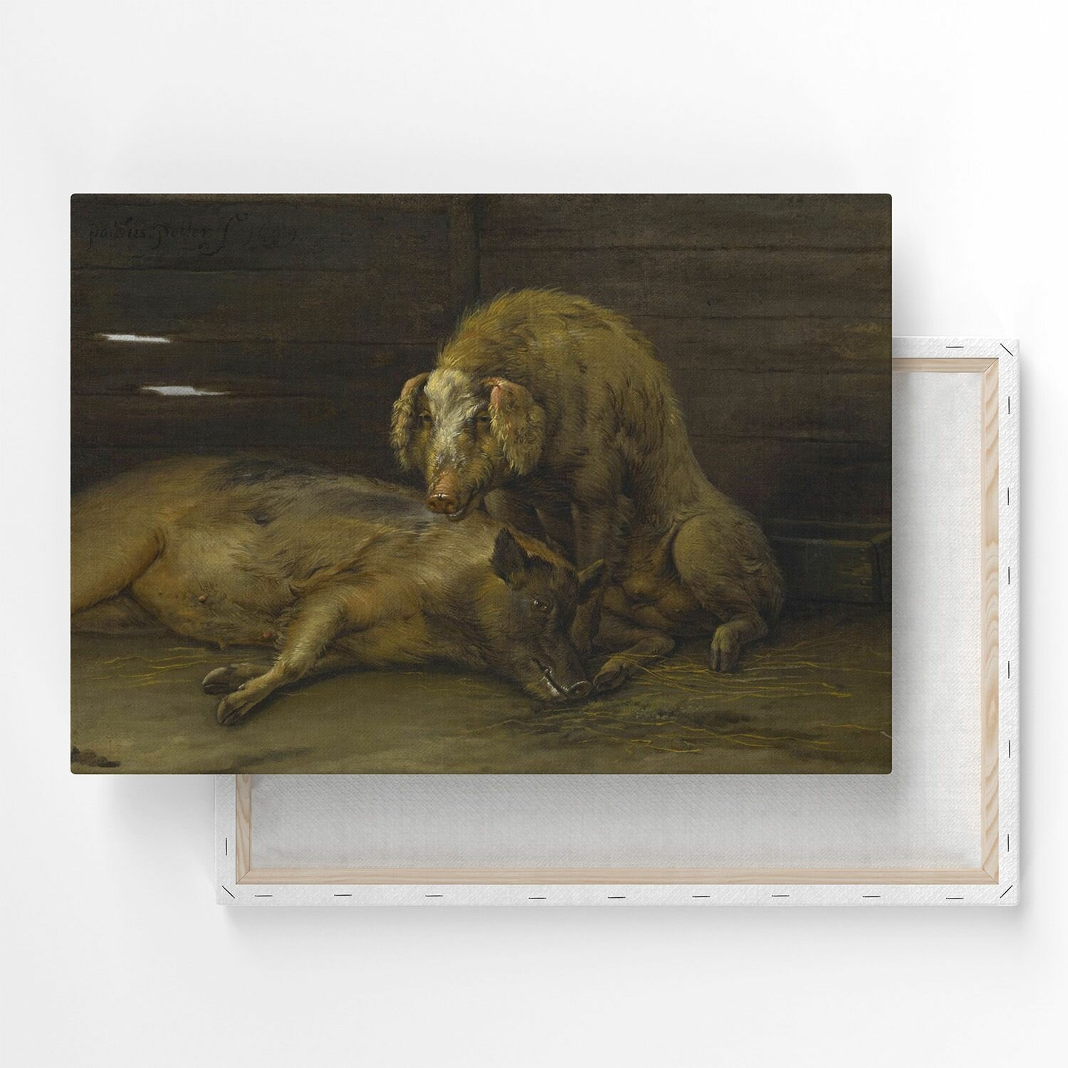 Картина на холсте, репродукция / Паулюс Поттер - Two Pigs in a Sty / Размер 40 x 53 см