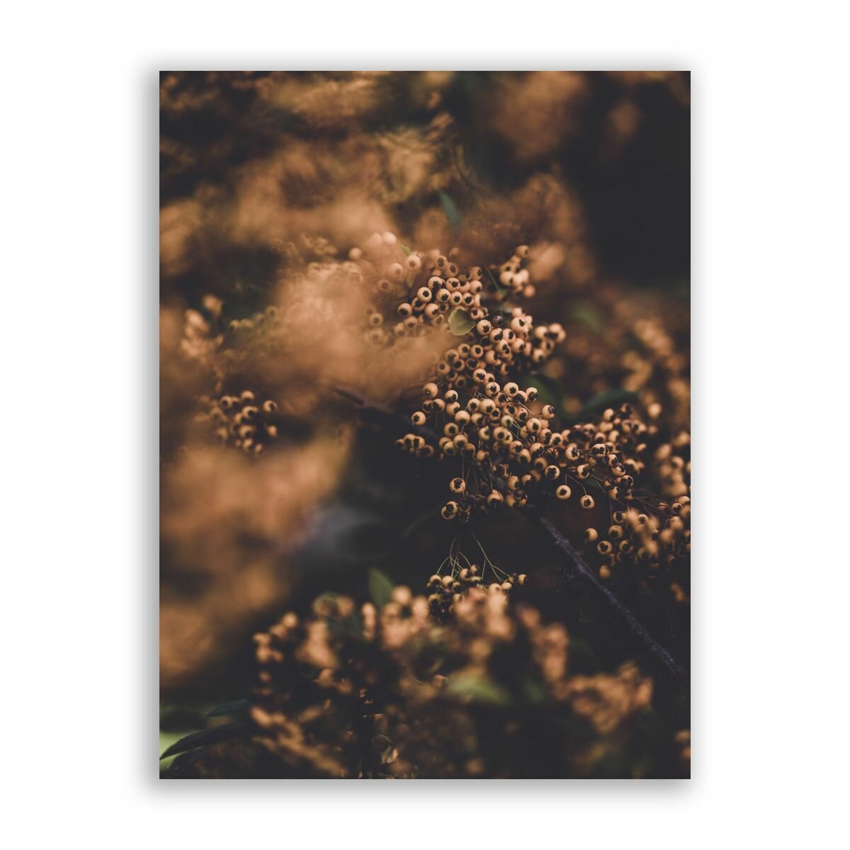 Постер, плакат на бумаге / Ягоды / Размер 30 x 40 см